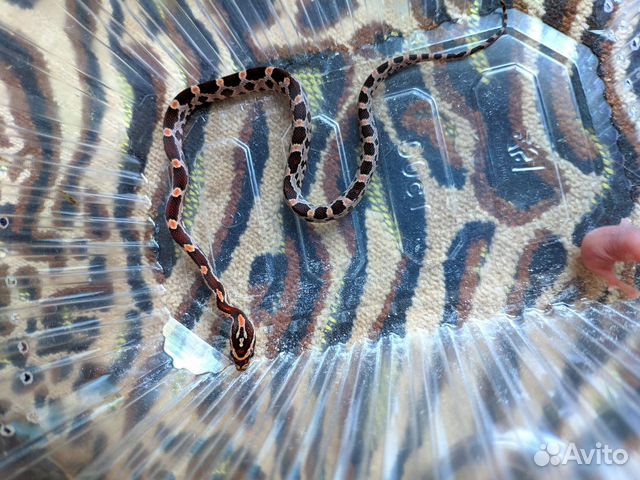 Маисовый полоз