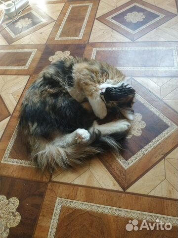 Отдам даром кошку. Трёхцветная