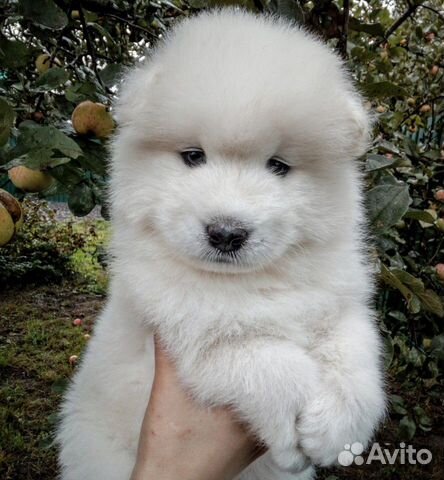 Мишутки, самоедики