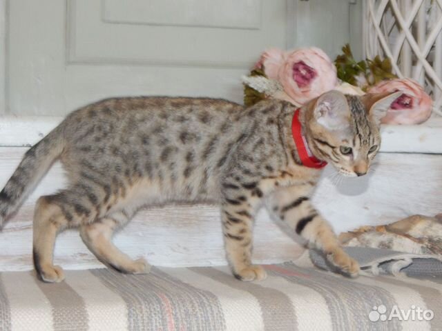 Ф5 котята Саванна