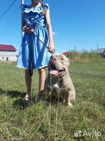 Американский булли