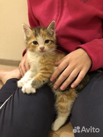 Котёнок отдадим в хорошие руки