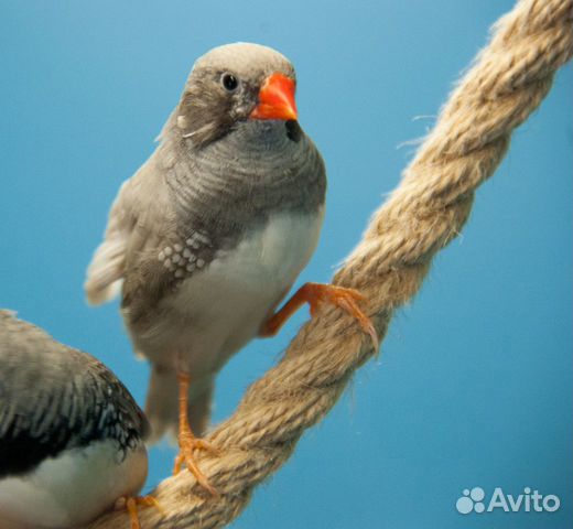 Зебровая амадина самец