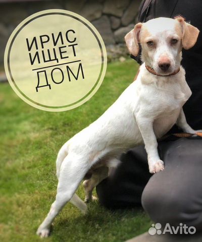 В добрые руки