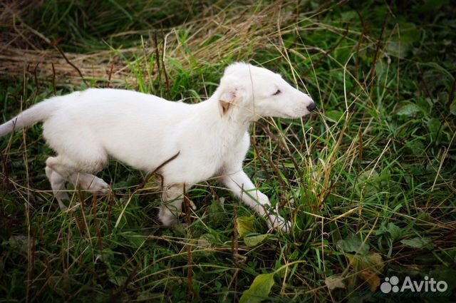 Щенок рпб. Кобель