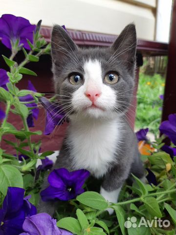 Котенок Федя 2,5 мес в добрые руки