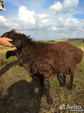 Овцы ягненки