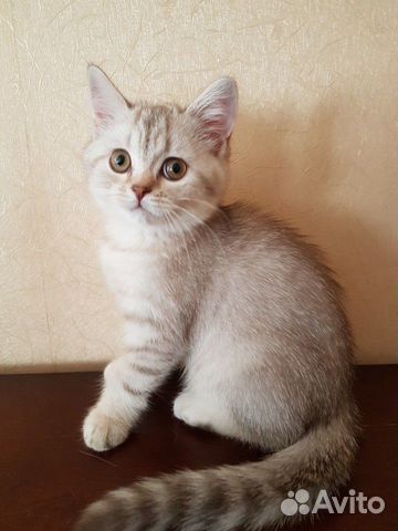 Шотландская лапуля