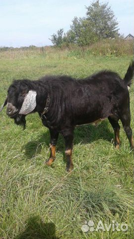 Нубийский козел