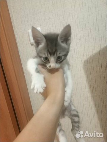Котята