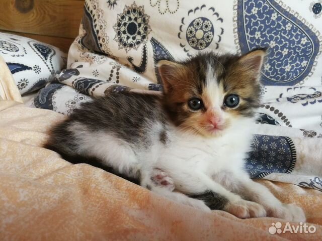 Котенок Мася