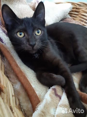 Чёрные котята, маленькие пантерята, привиты