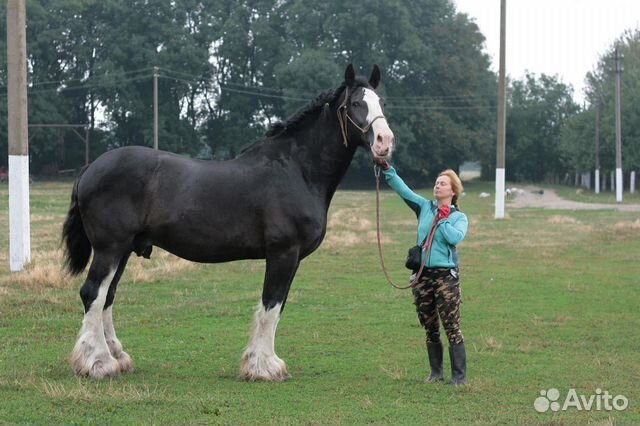 Жеребята от шайра и тяжеловозных кобыл