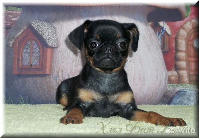 Мини девочка брабантка