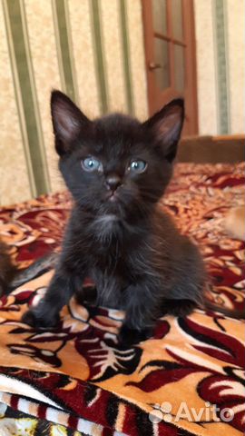 Котята-найдёныши ищут дом