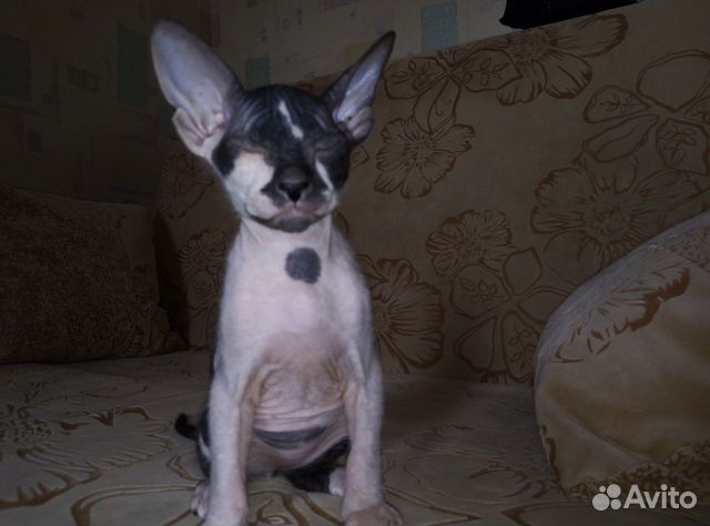 Донской малыш