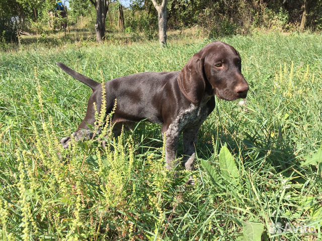 Щенки Дойч Дратхаар