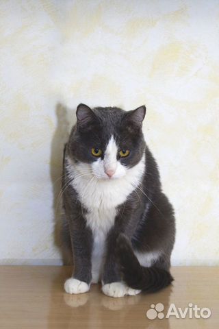 Котик плюшевый