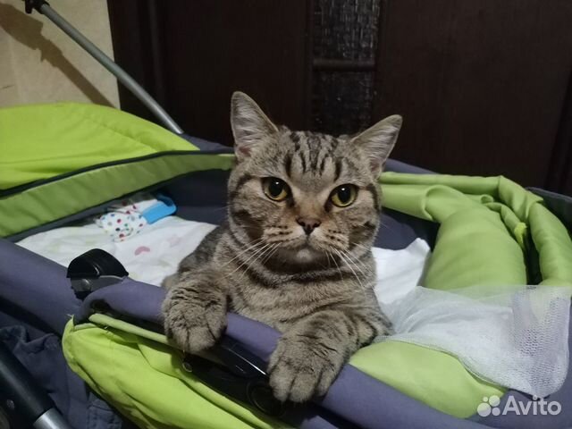 Британка в добрые руки