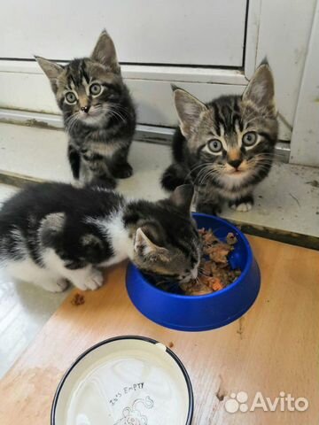 Детей выбрасывают на улицу