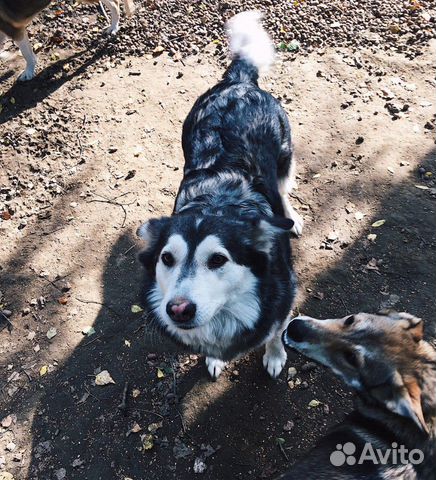 Чара скромняга