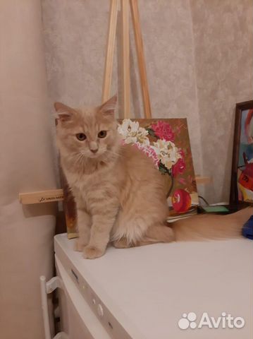 Отдам котенка (смесь-мейкун мама, британец папа)