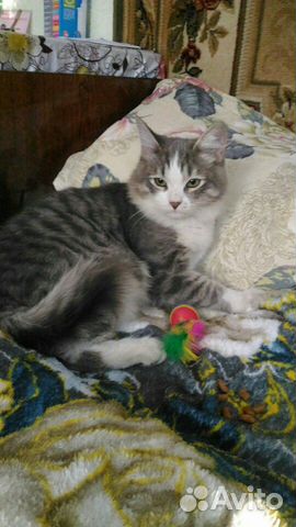 Пухляшек с коротким хвостиком