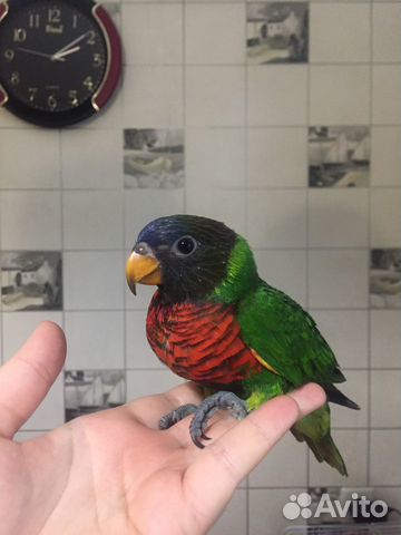 Попугай Лорикет