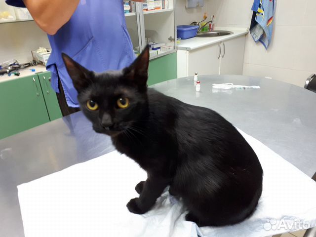 Кошечка Мурочка стерилизованная с прививкой