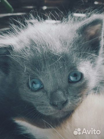 Котята серой сибирской кошки