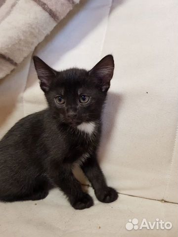 Милый котик в добрые руки