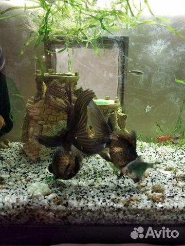 Две рыбки Телескопы большие