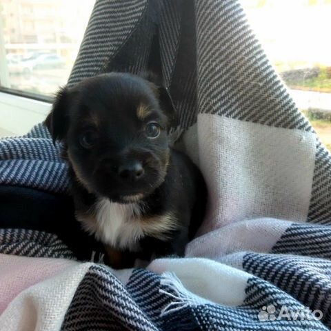 Тойчики метисы