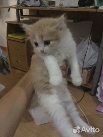 Пушистики ищут дом