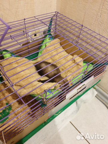 Декоративный хорёк