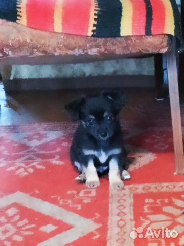 Щенки чай хуа хуа