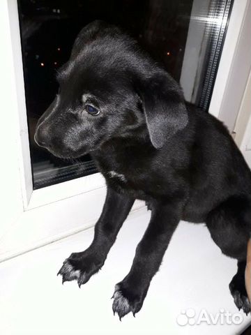 В добрые руки