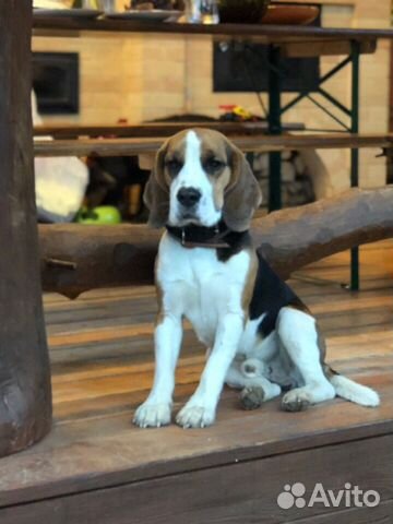 Отдам собаку(бигль) в добрые руки