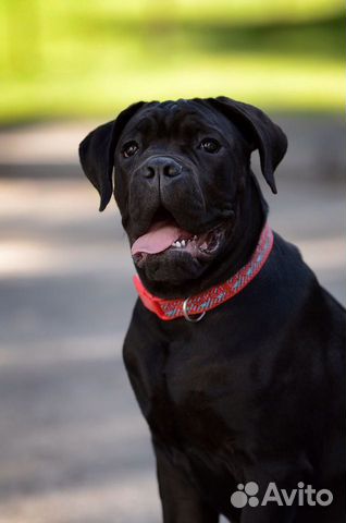 Полностью чёрная девочка кане- корсо