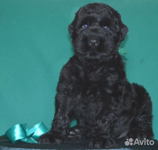 Щенки черный терьер