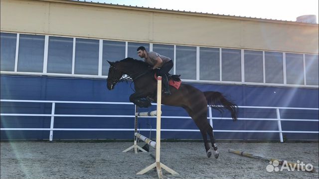 Конкурная Тракененская Кобыла 2015 г.р