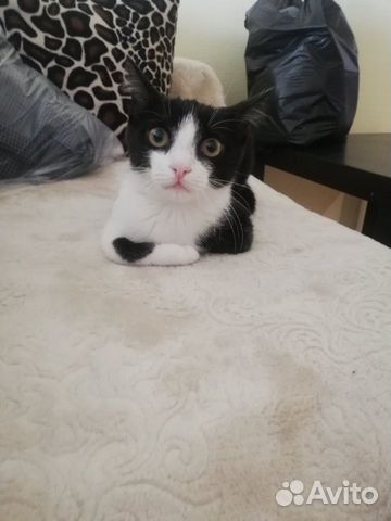 Отдам в добрые руки Котик Миша 5 месяцев