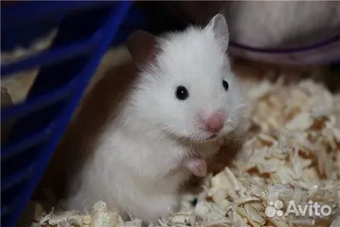 Сирийский хомяк альбинос