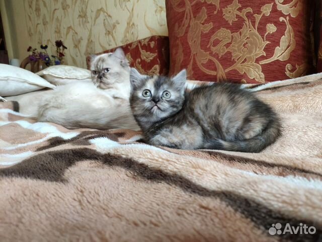 Котенок девочка Невская маскарадная