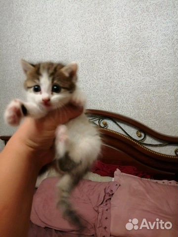 Котенок от кошки - мышеловки