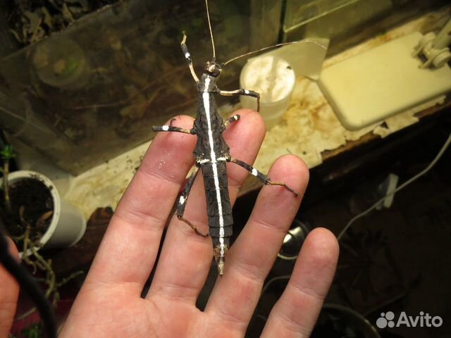 Палочник неожиданный (Sungaya inexpectata)