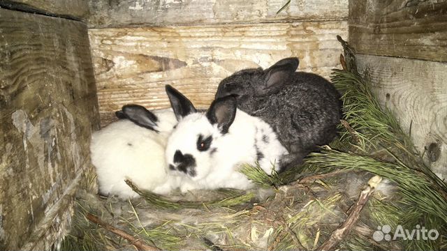 Кролики на племя