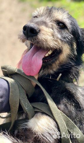 Бородатый мальчуган