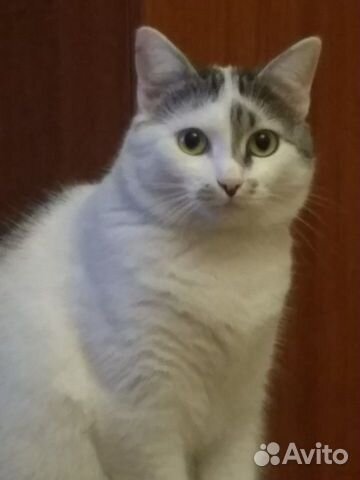 Кошечка Варвара