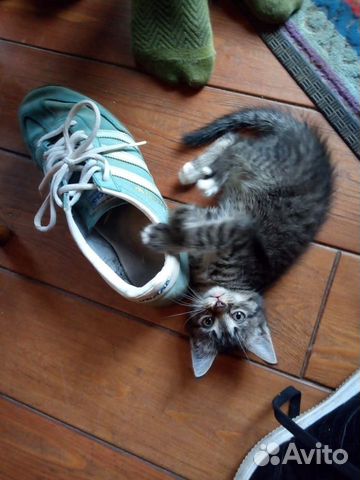 Котята в дар